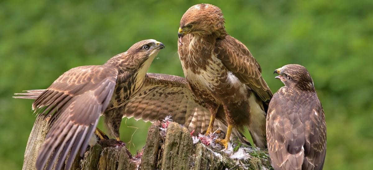 GP by RP: The Dark Arts of the RSPB … – GL-W's WEBlog