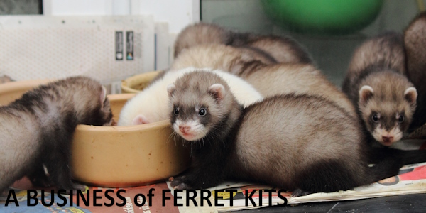 A Business of Ferrets … – GL-W's WEBlog